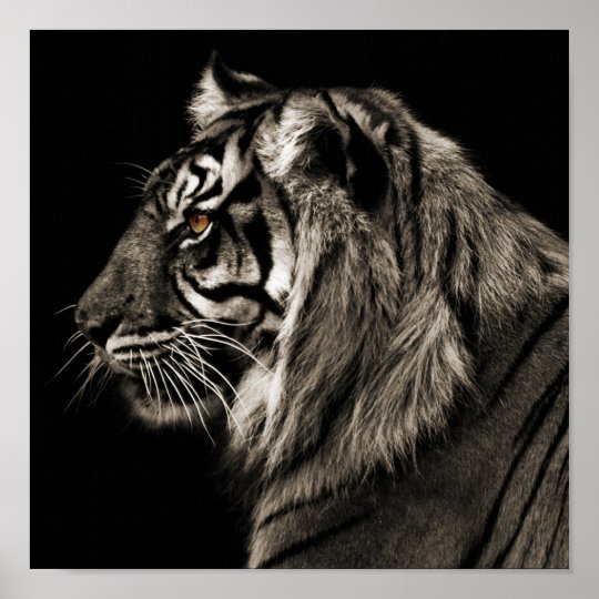 Tiger, Tiger Poster | Zazzle.co.uk
