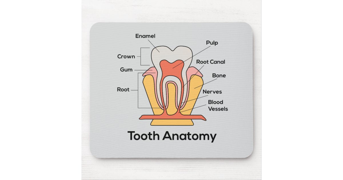 Tooth Anatomy Chart Mouse Mat | Zazzle