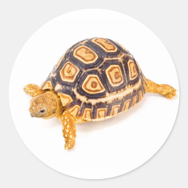 Tortoise Stickers & Labels | Zazzle UK