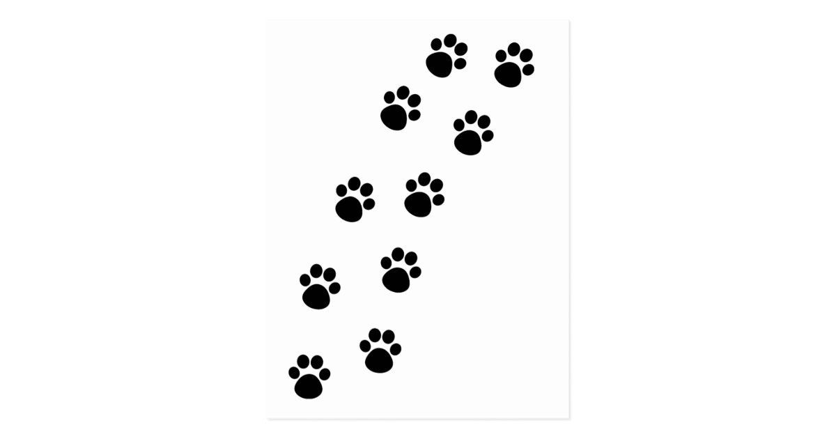 Track of Cat Paw Marks Postcard | Zazzle.co.uk