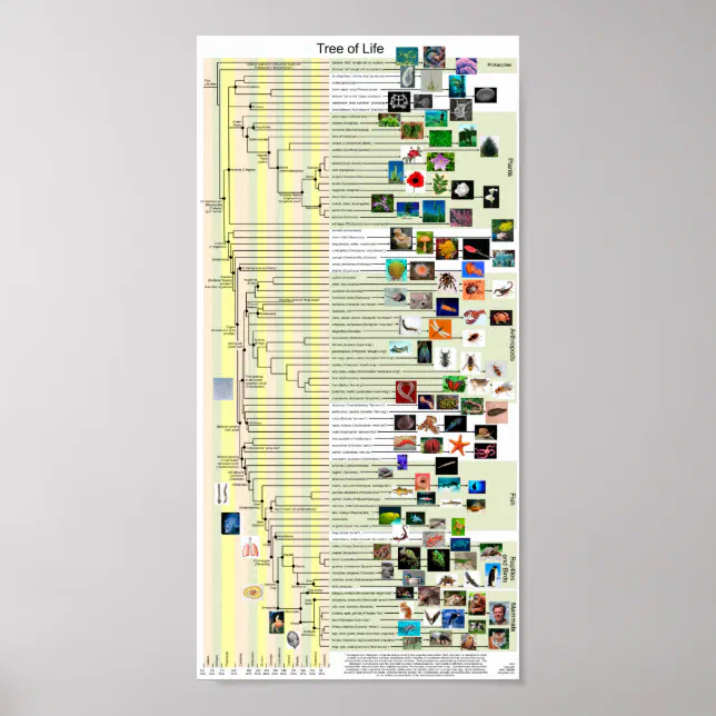Tree of Life evolution poster | Zazzle