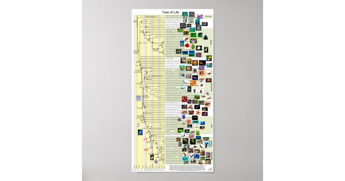 Tree of Life evolution poster | Zazzle