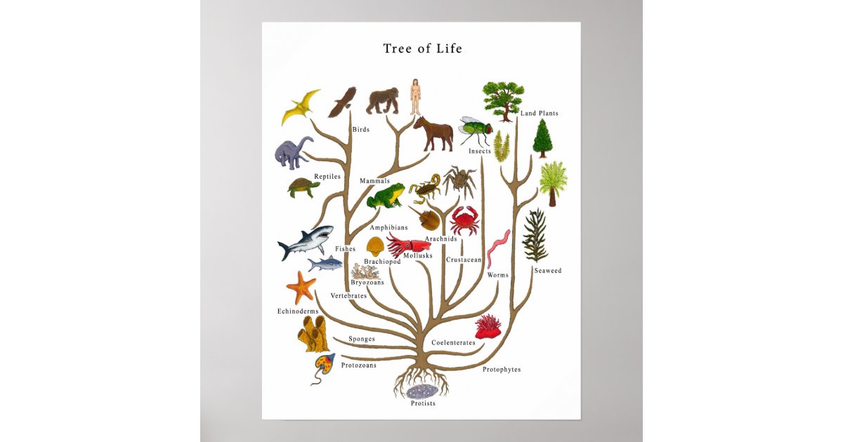 Tree of Life Poster | Zazzle