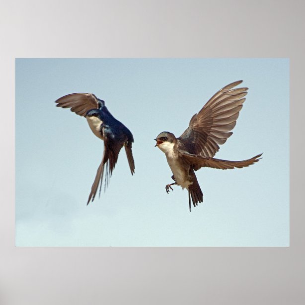 Swallow Art & Wall Décor | Zazzle.co.uk