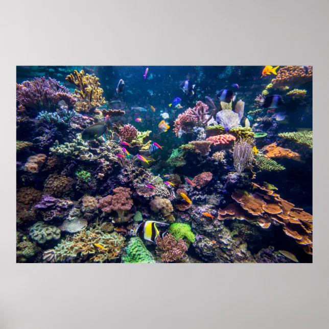Tropical Beaches | Underwater Coral Reef Poster | Zazzle