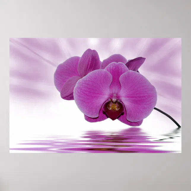 Tropical Orchid Poster | Zazzle