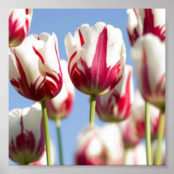 TULIP FLOWER PRINT POSTER | Zazzle.co.uk