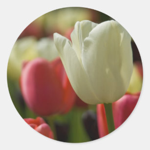Tulip Stickers & Labels | Zazzle UK