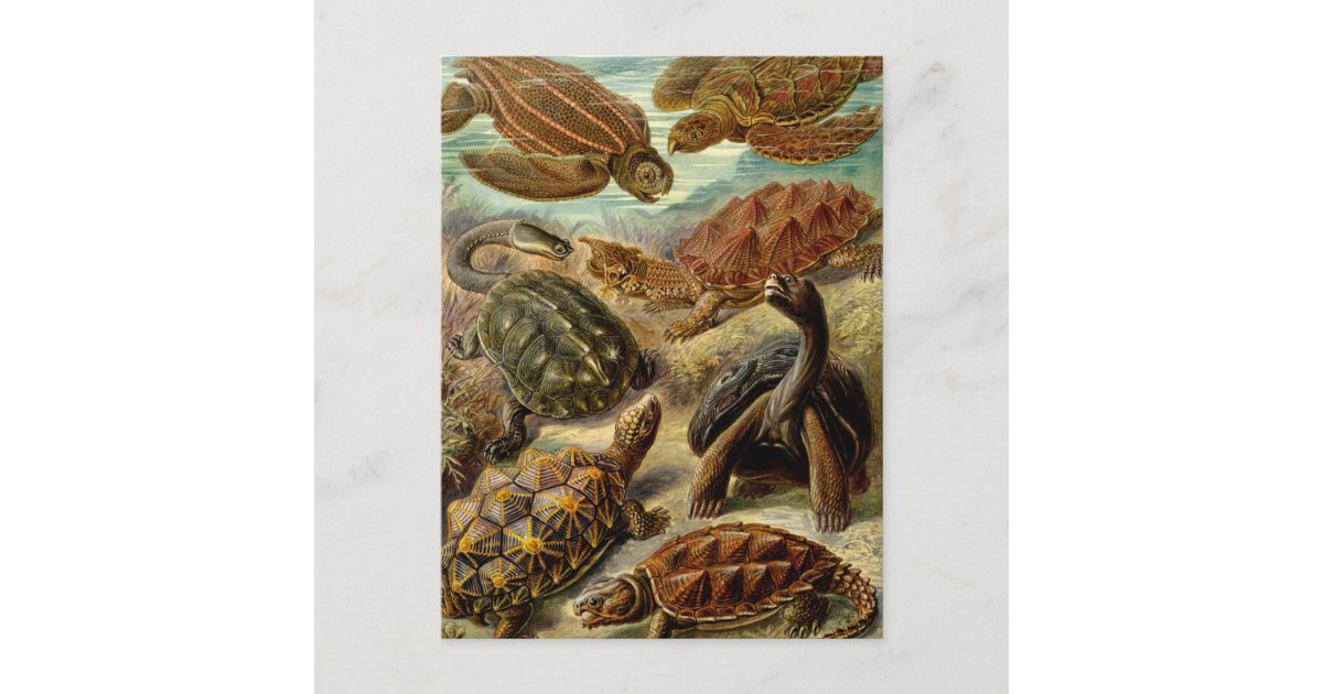 Turtles and Tortoises Postcard | Zazzle