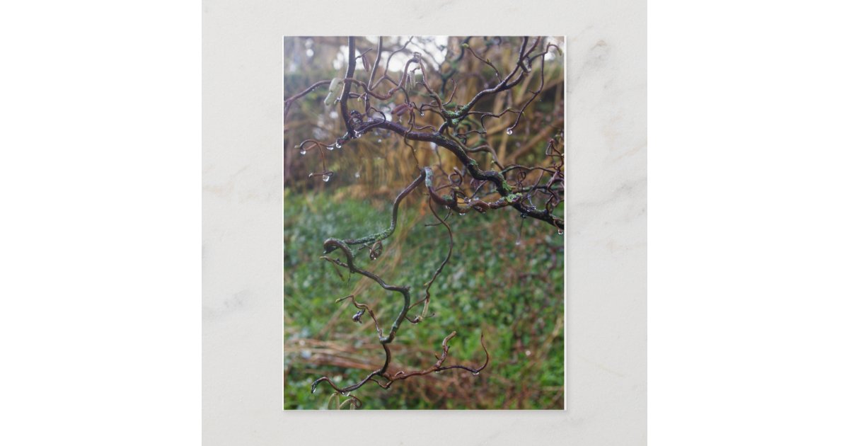Twisted Hazel Postcard | Zazzle