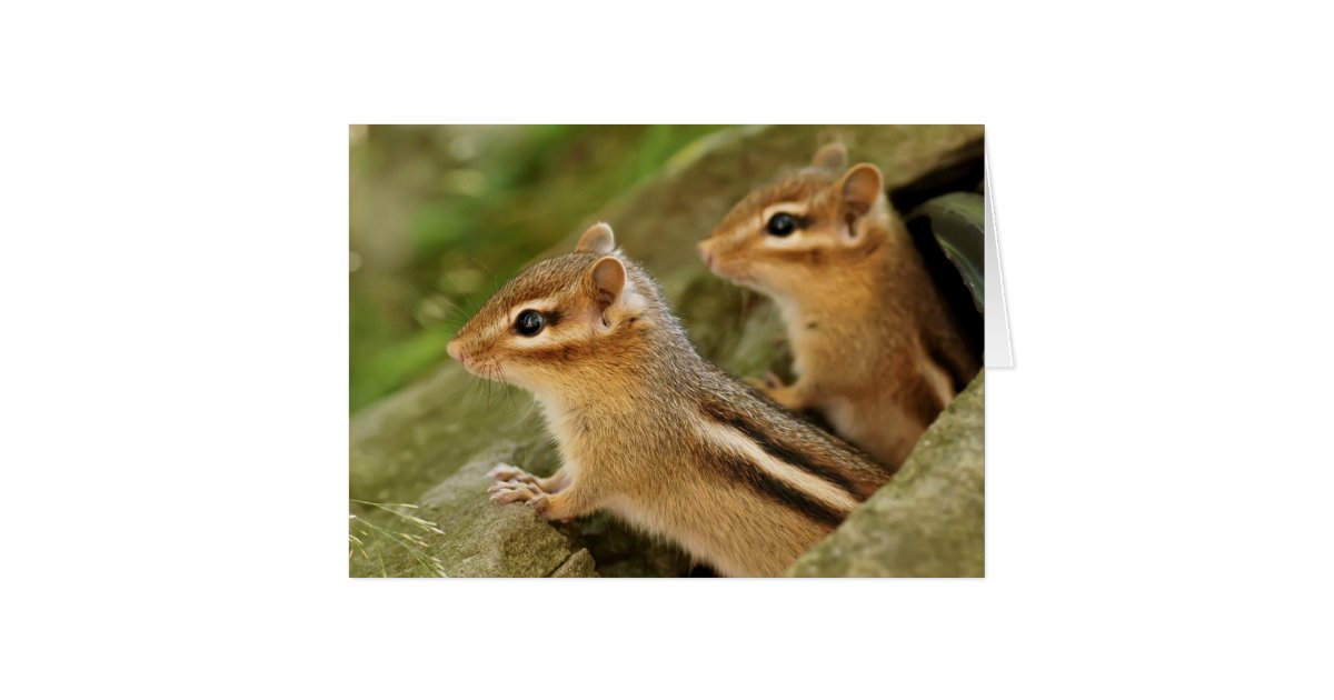 Two Cute Baby Chipmunks | Zazzle