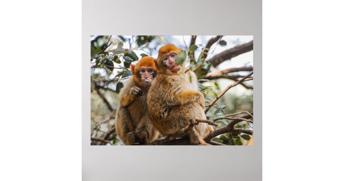 Two Cute Monkeys Poster | Zazzle