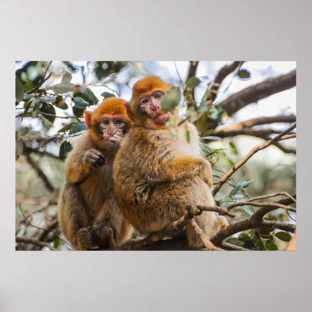 Two Cute Monkeys Poster | Zazzle