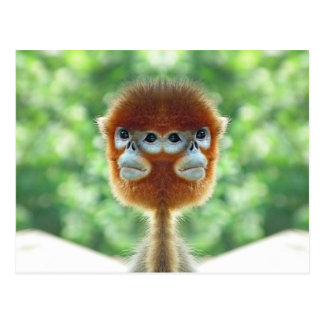 Custom Monkey Head Postcards | Zazzle.co.uk