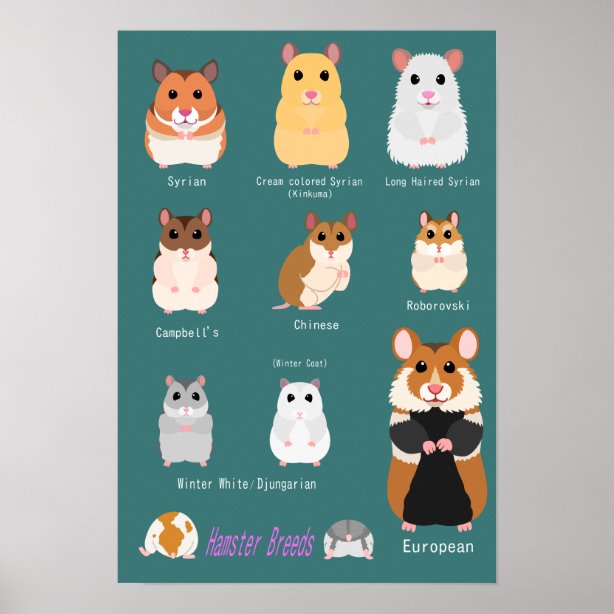 Hamster Posters & Prints | Zazzle UK