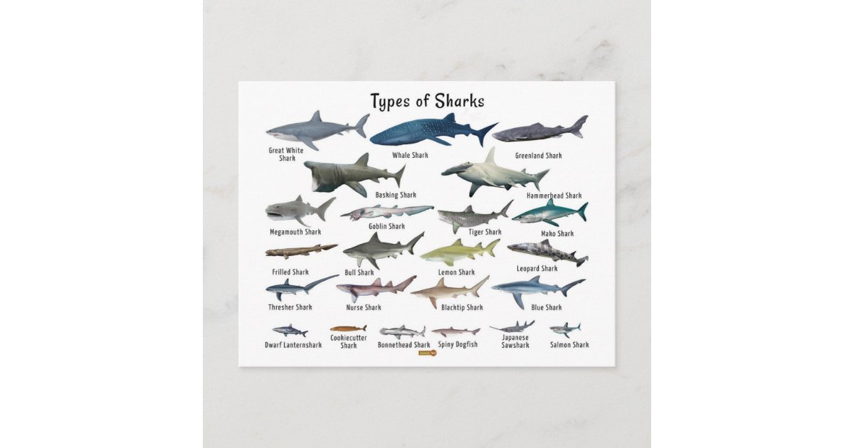 Types of sharks chart holiday postcard | Zazzle