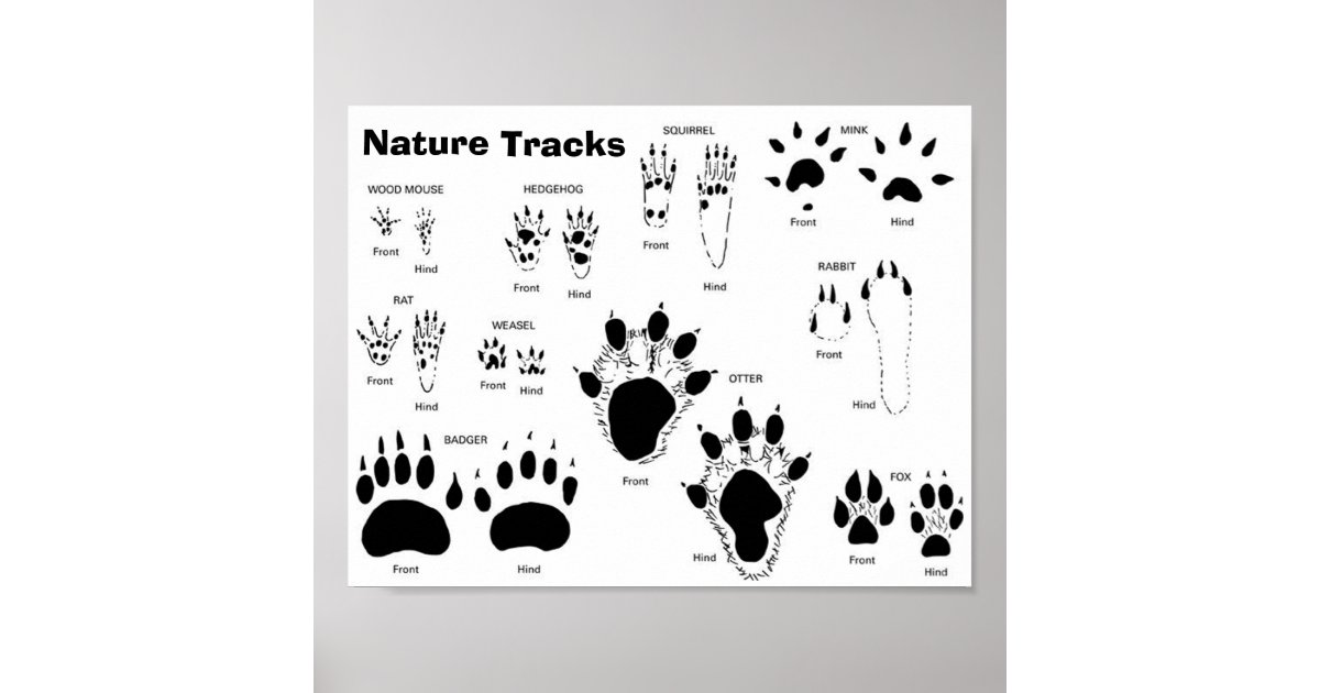 UK/Europe Animal Tracks Poster | Zazzle.co.uk