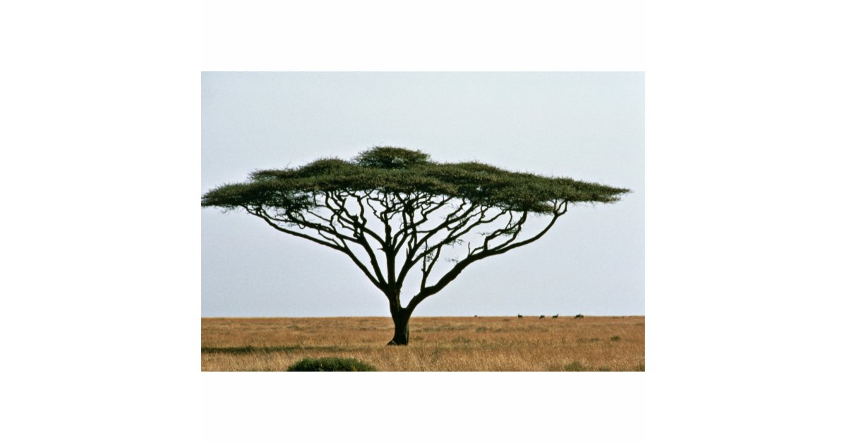 Umbrella Thorn Acacia Tree Standing Photo Sculpture | Zazzle
