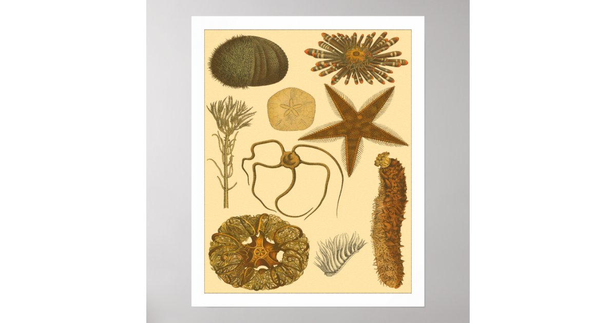 Underwater Sea Creatures Poster | Zazzle