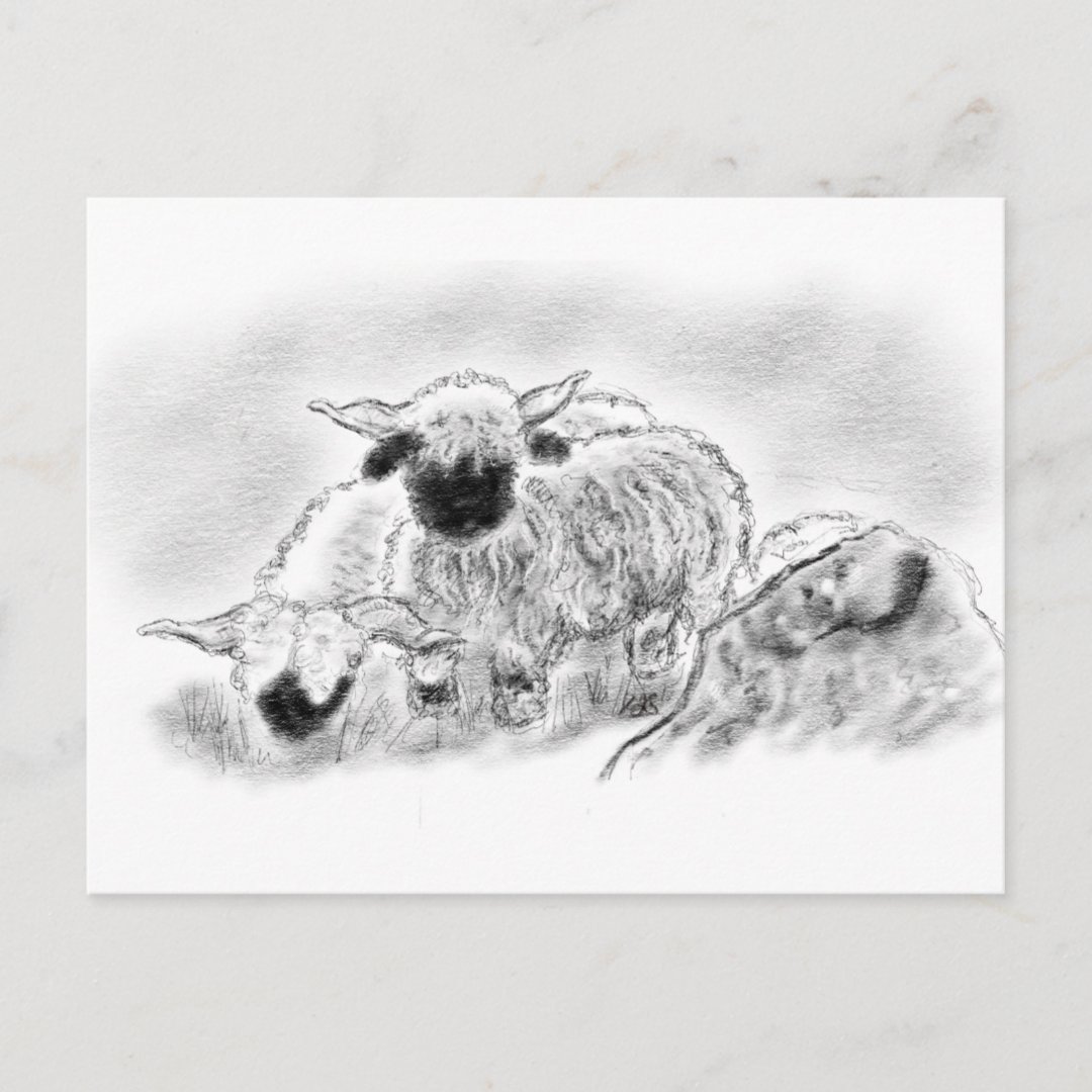 Valais Blacknose Sheep Illustration Postcard | Zazzle