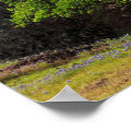 Valley Oak Tree Poster | Zazzle