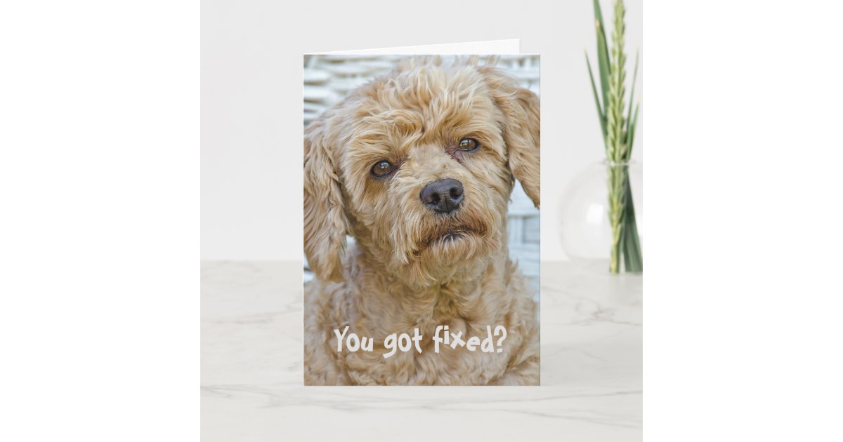 Vasectomy Dog Humour Card | Zazzle