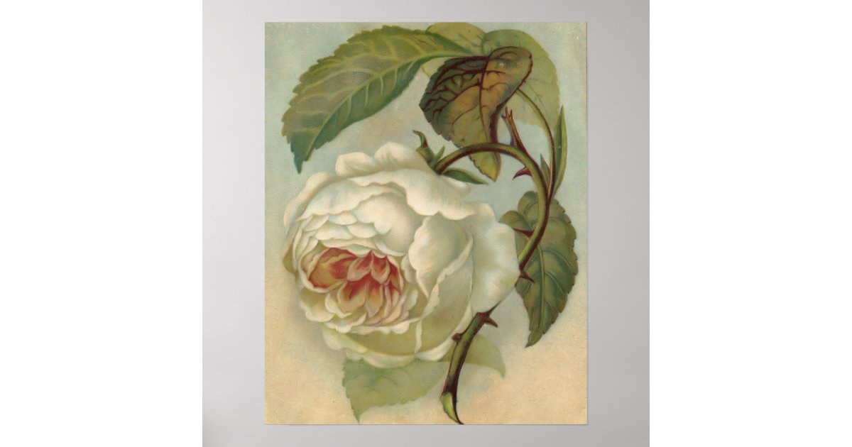 Victorian Rose Postcard Illustration Poster | Zazzle