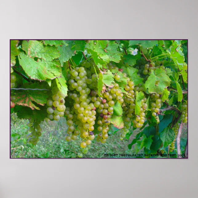 Vineyard Grapes Poster | Zazzle
