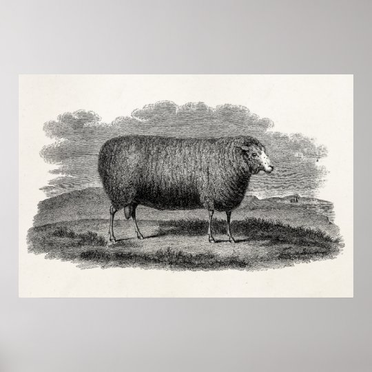 Vintage 1800s Sheep Ewe Illustration Retro Wool Poster | Zazzle.co.uk