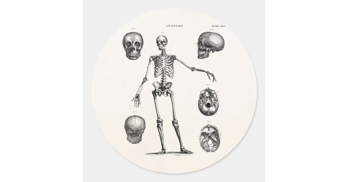 Vintage 1800s Skeleton Antique Anatomy Skeletons Classic Round Sticker ...