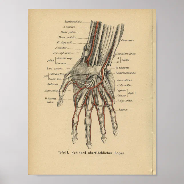 Vintage 1888 German Anatomy Print Wrist Hand | Zazzle