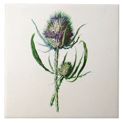 Scottish Thistle Decorative Ceramic Tiles | Zazzle