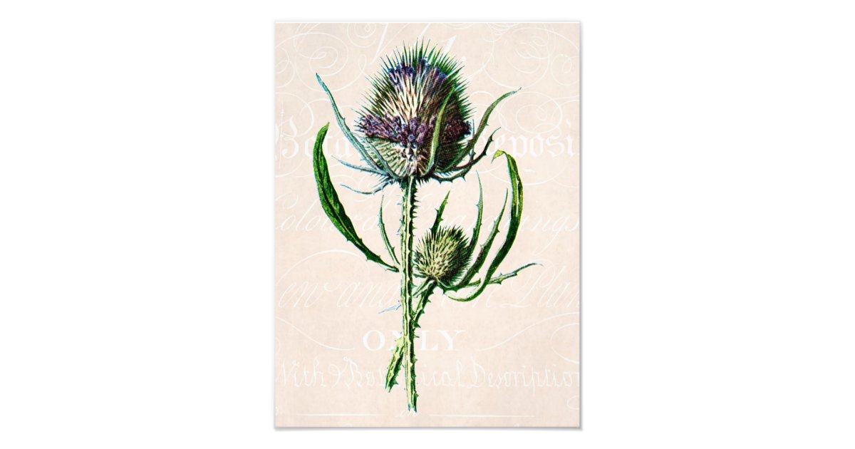 Vintage 1902 Scottish Thistle Old Wild Flower Photo Print | Zazzle