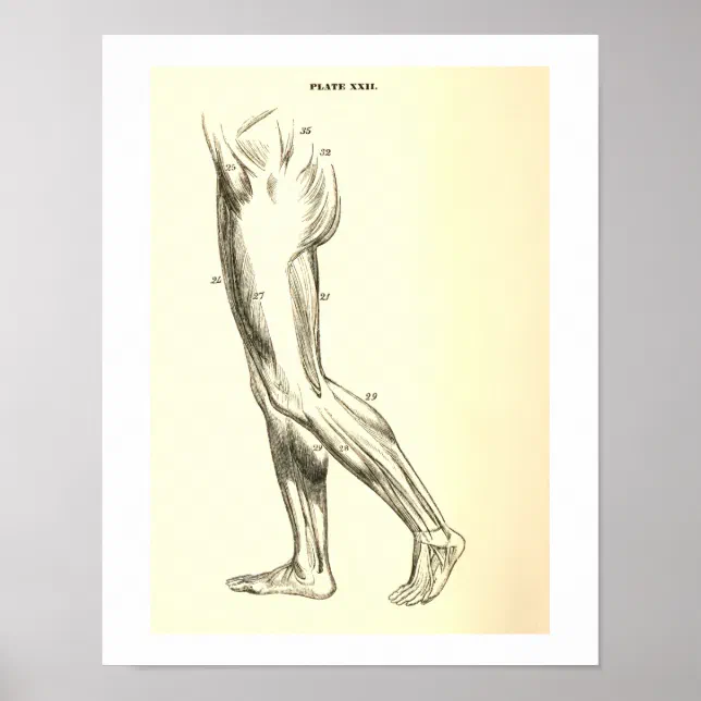 Vintage Anatomy | Leg Muscles II Poster | Zazzle
