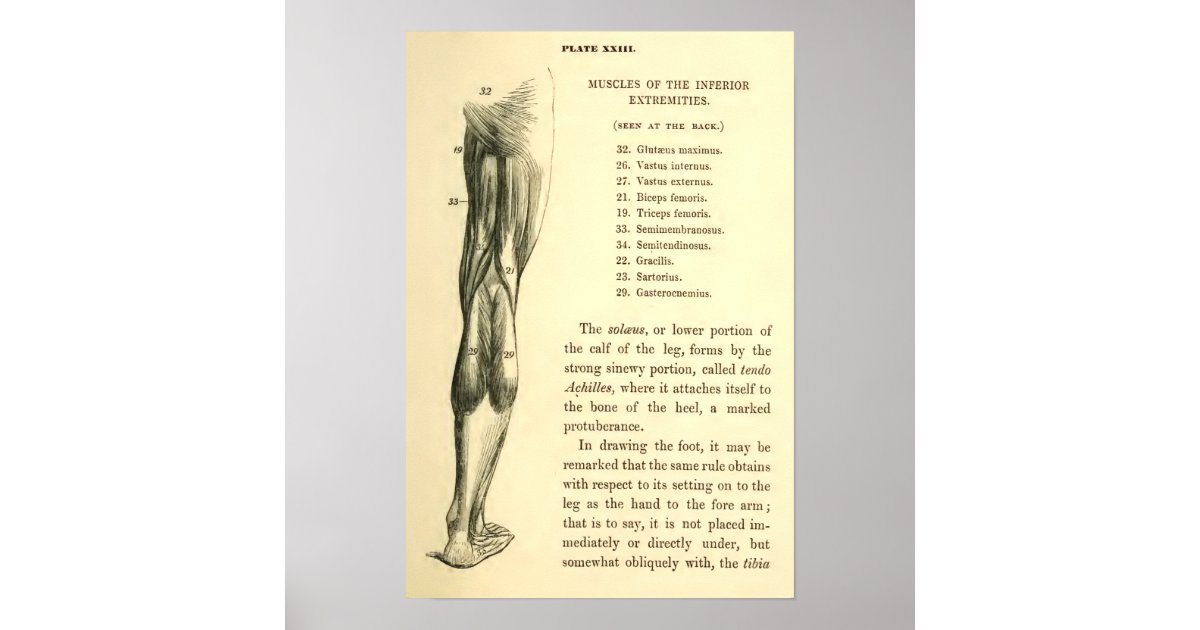 Vintage Anatomy | Leg Muscles Poster | Zazzle