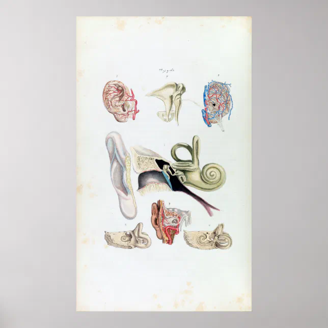 Vintage Anatomy of the Human Ear Poster | Zazzle
