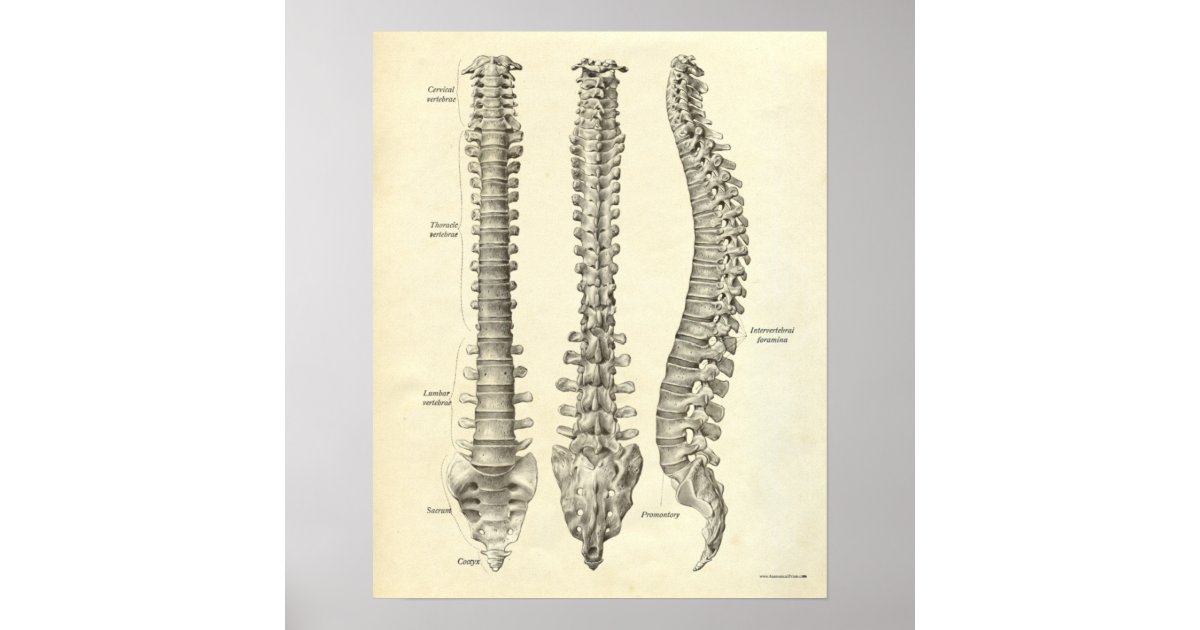 Vintage Anatomy Print Bones Spinal Column | Zazzle