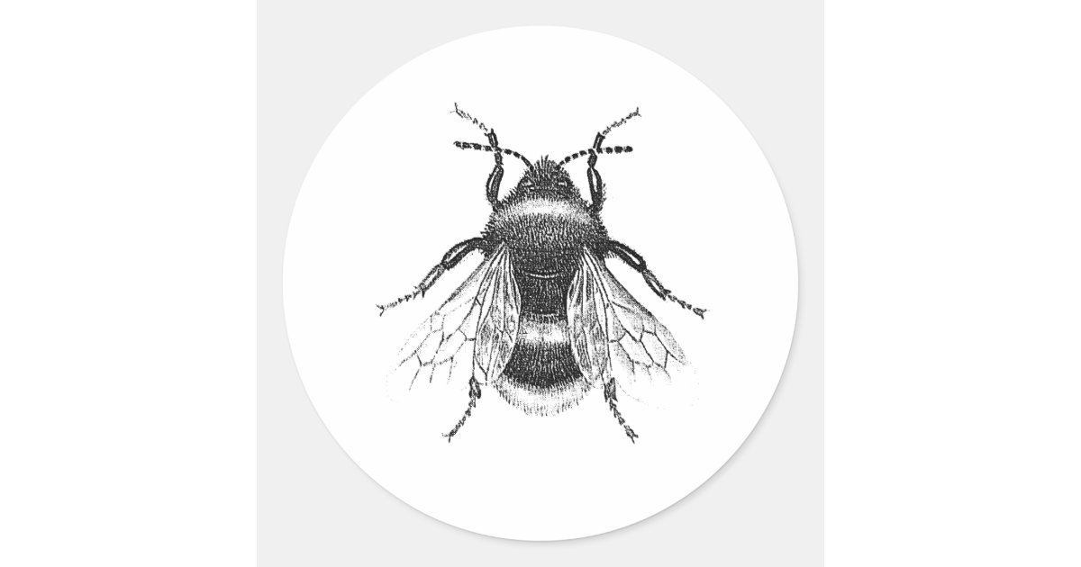 Vintage, Antique Bumble Bee Illustration Classic Round Sticker | Zazzle