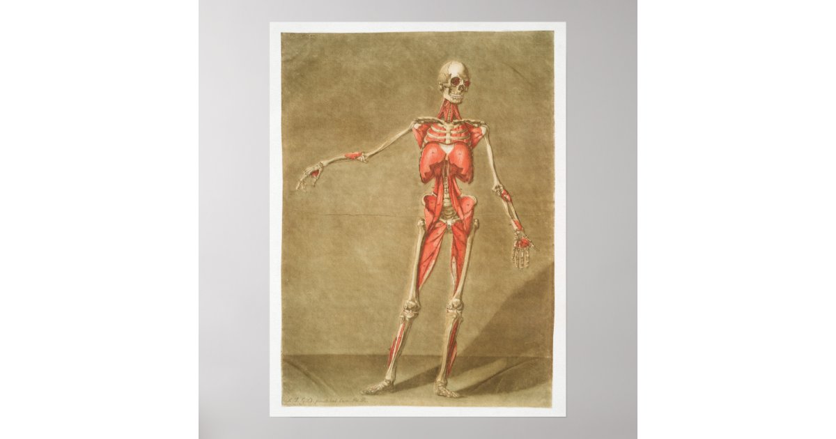 Vintage Antique Medical Anatomy Anatomical Diagram Poster | Zazzle