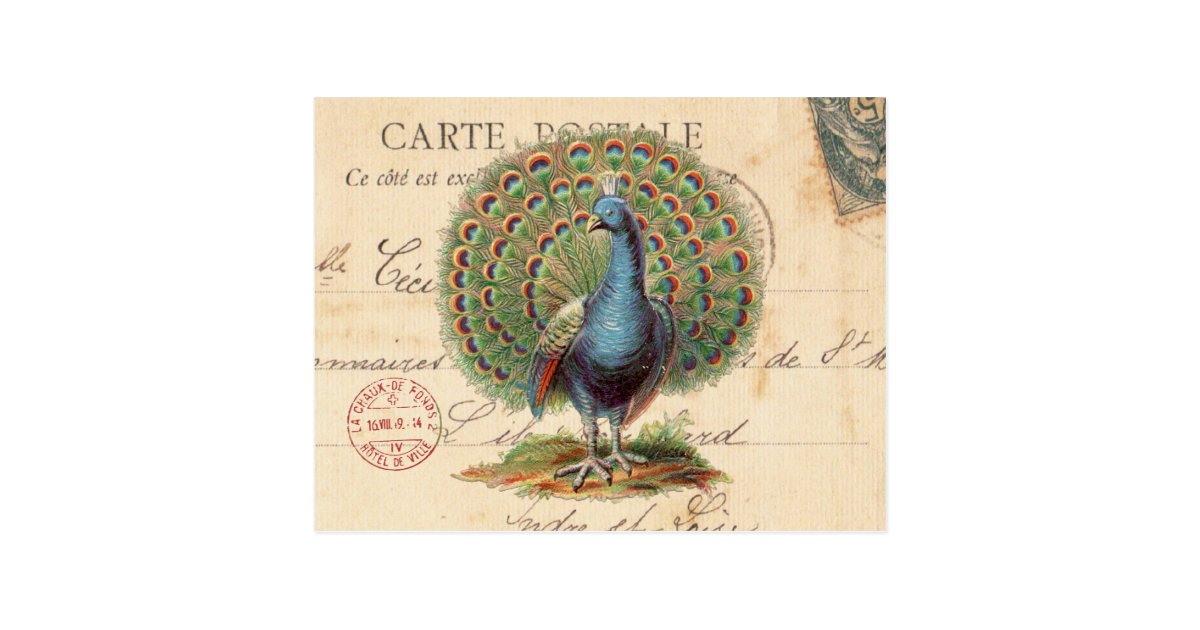 Vintage Antique Peacock Postcard Uk