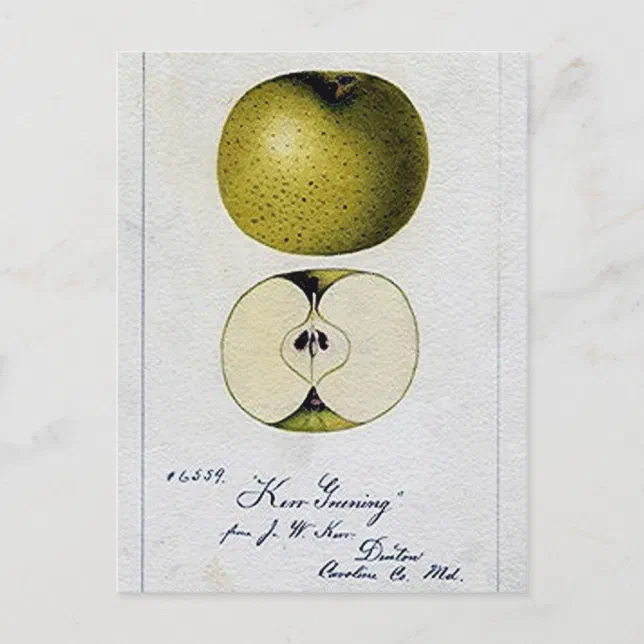 Vintage Apple Recipe Card | Zazzle