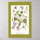 Vintage Art-viola-riviana-viola-canina Poster | Zazzle