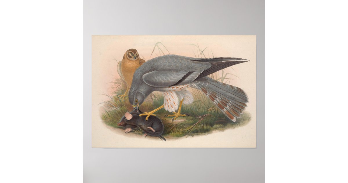 Vintage Ash Colored Harrier Bird Poster | Zazzle