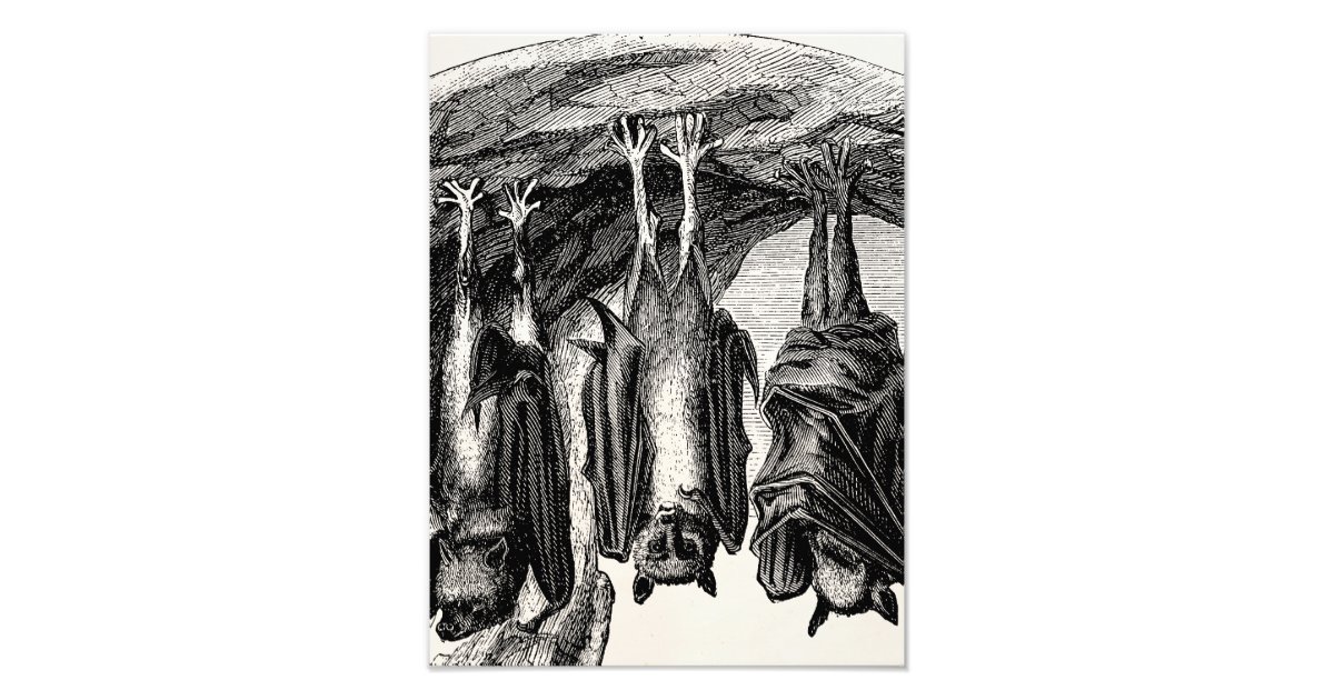 Vintage Bat 1800s Flying Fox Bat Photo Print | Zazzle