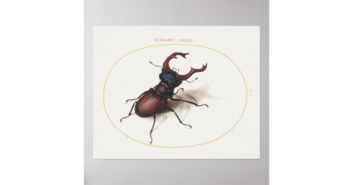 Vintage Beetle Illustration Poster | Zazzle