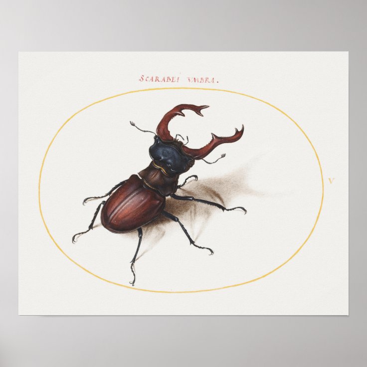 Vintage Beetle Illustration Poster | Zazzle