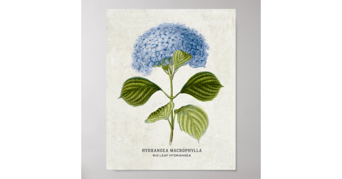 Vintage Blue Hydrangea Botanical Poster | Zazzle