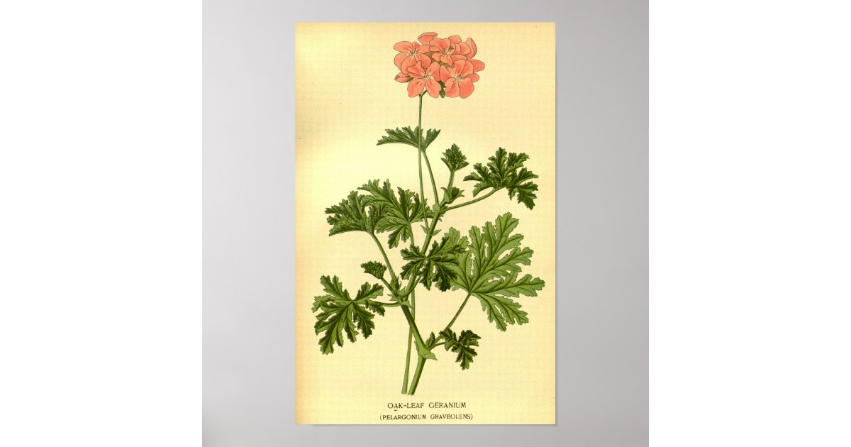 Vintage Botanical Oak Leaf Geranium Illustration Poster | Zazzle