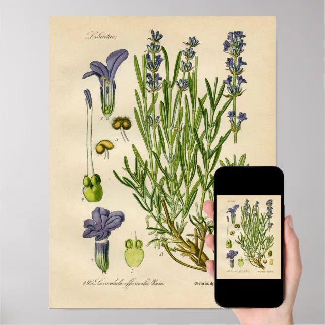 Vintage Botanical Poster - Lavender | Zazzle