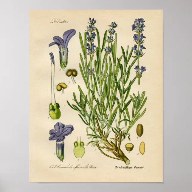 Vintage Botanical Poster - Lavender | Zazzle